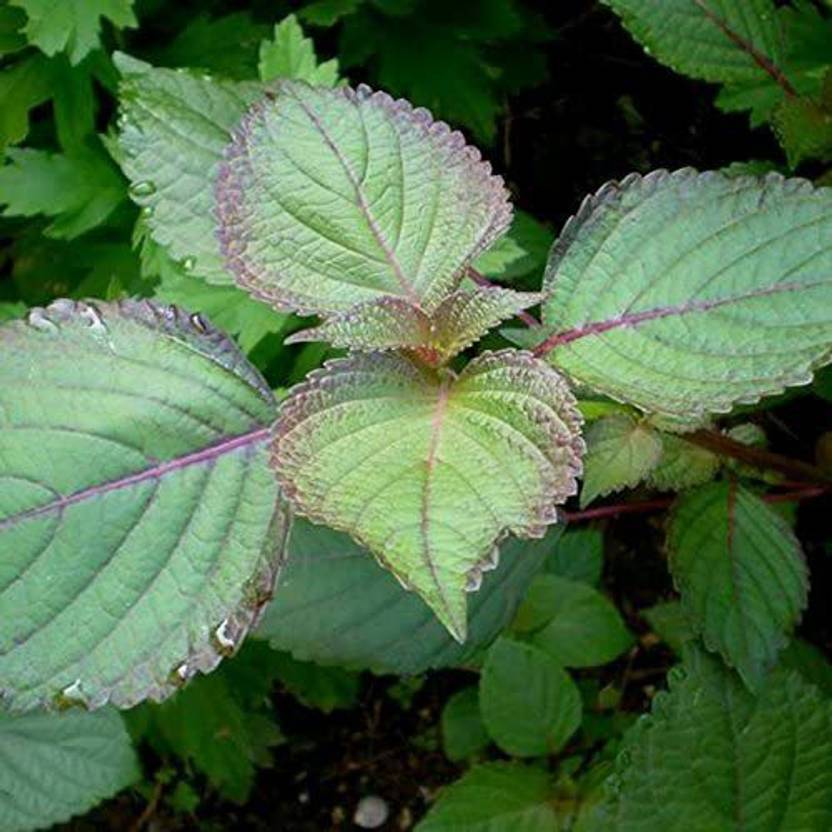 WILLVINE NDIR-20 Japanese Perilla aka Ao-Shiso Seed Price in India ...