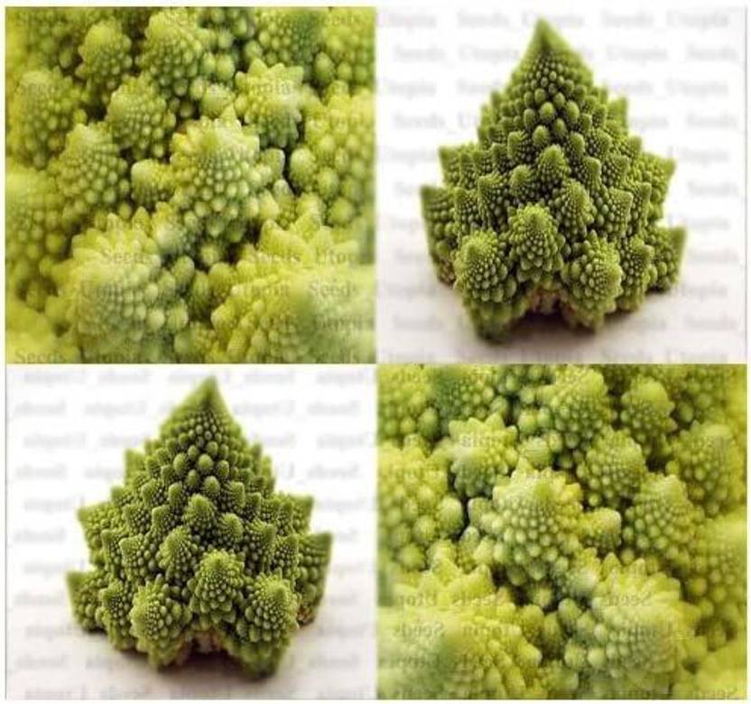 VibeX ® VXI-753 Veronica Romanesco Cauliflower Heat Tolerant Uniform ...