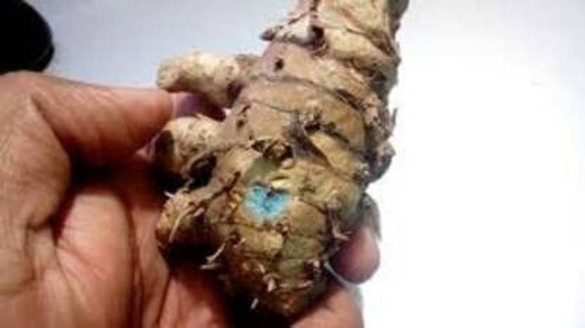 STOKIYA Kali haldi/Black Turmeric Original/Nalla Pasupu/Karu Manjal (3 ...