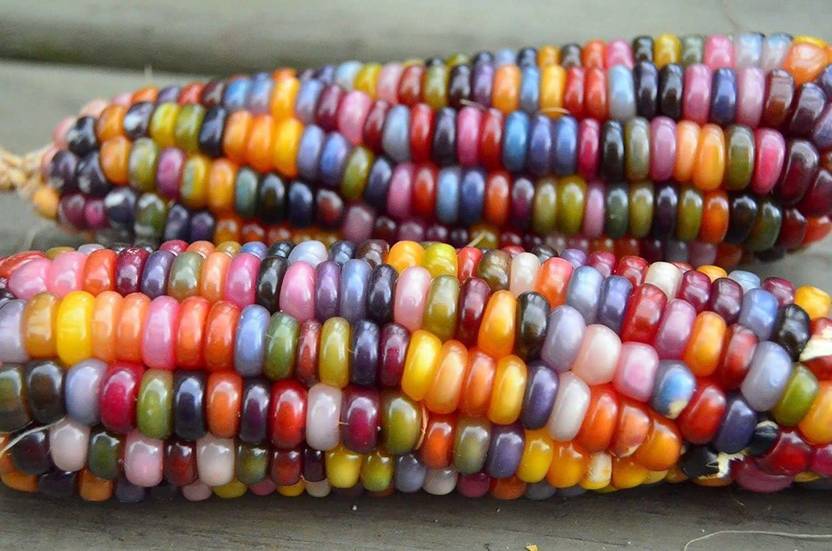 WILLVINE GUA-211 Multi Colored Translucent Rainbow Flint Corn Seed ...