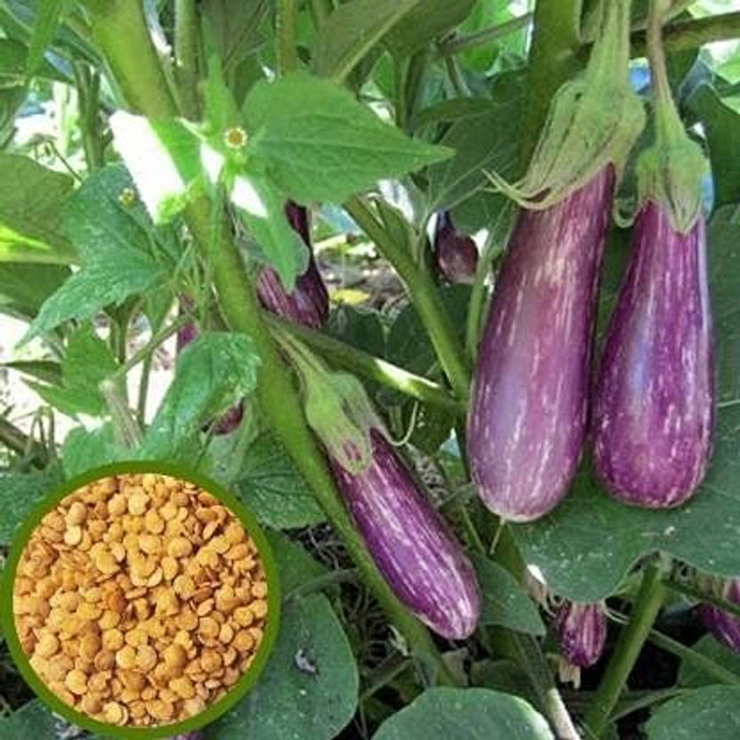 MAA Brinjal purple long, Brinjal, Eggplant Seed Price in India - Buy ...