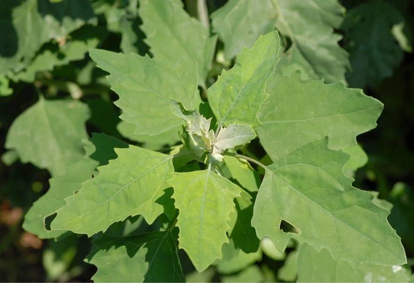 ITTUMM Bathua Seeds / Chenopodium Seed Price in India - Buy ITTUMM ...