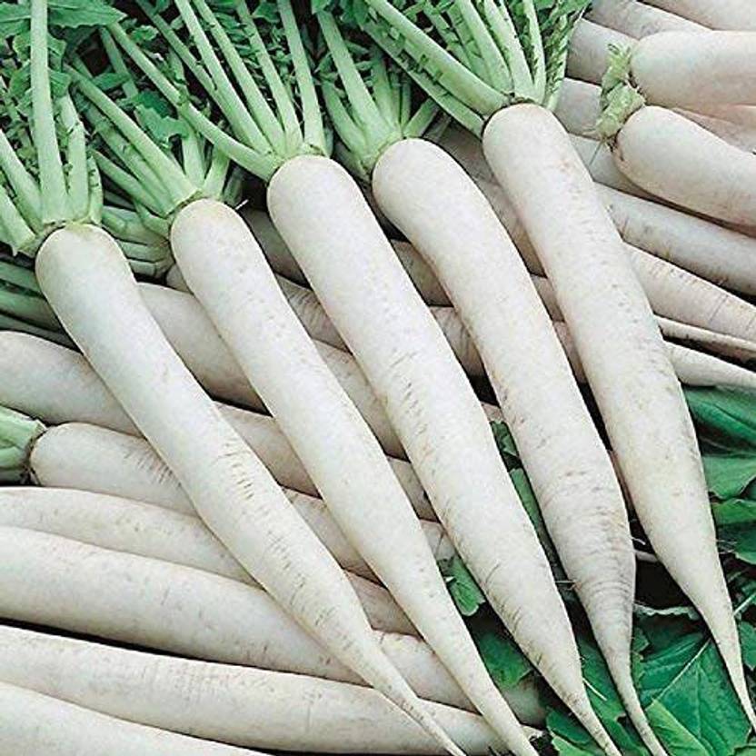 KANAYA Hybrid Vegetable Seeds - Mooli Seeds - (White Long Raddish) Seed ...