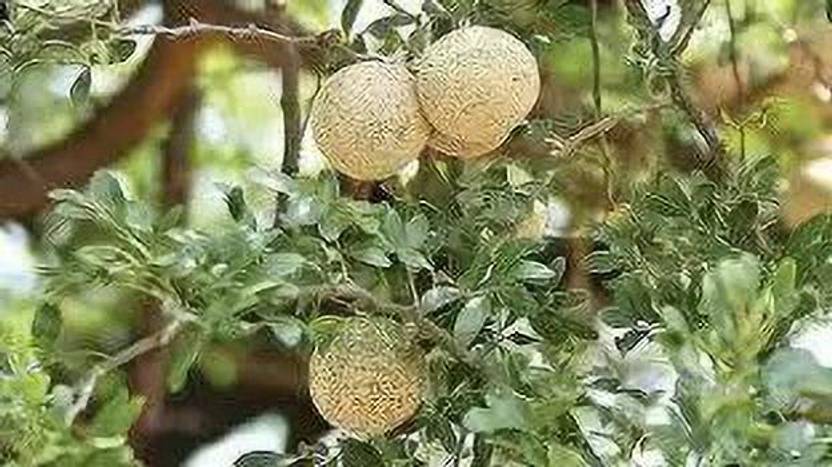 MAA Wood apple, Bel fruit, Kaitha, Katbel, Beal Fruit Seed Price in ...