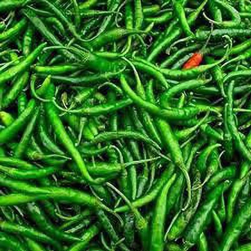 KANAYA Chilli Seeds | Mirchi Ke Beej Chilli F1 Hybrid Vegetable Seed ...
