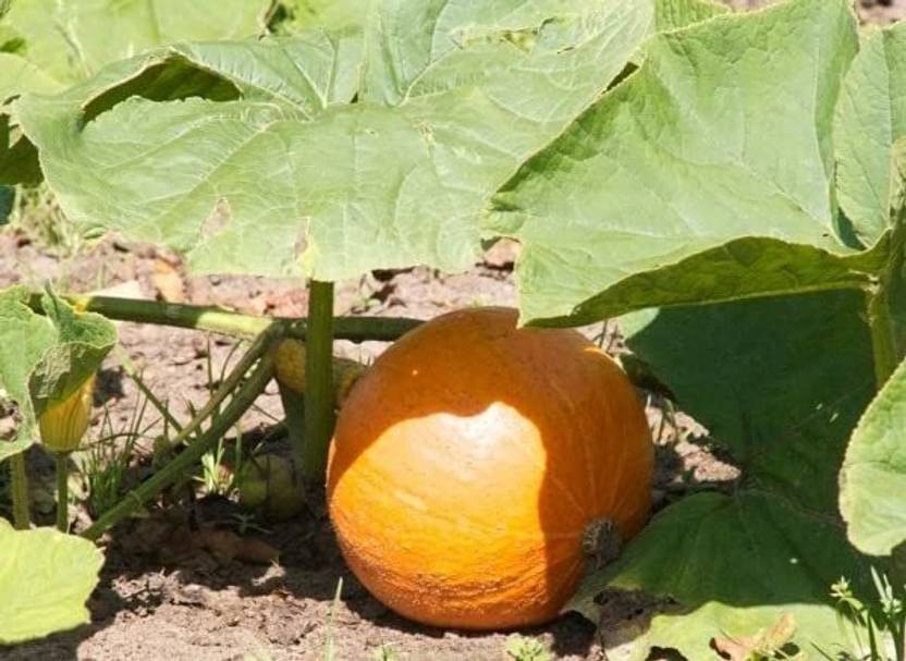 VibeX ® XLR-82 Pumpkins,Gummadikaya,Kaddu Seeds Seed Price in India ...
