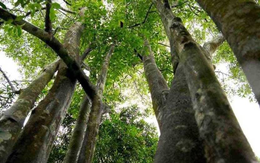 Pioneer Natural Agor Gach (আগর গাছ), Agor Ator (আগর আতর), Agor, Agru ...