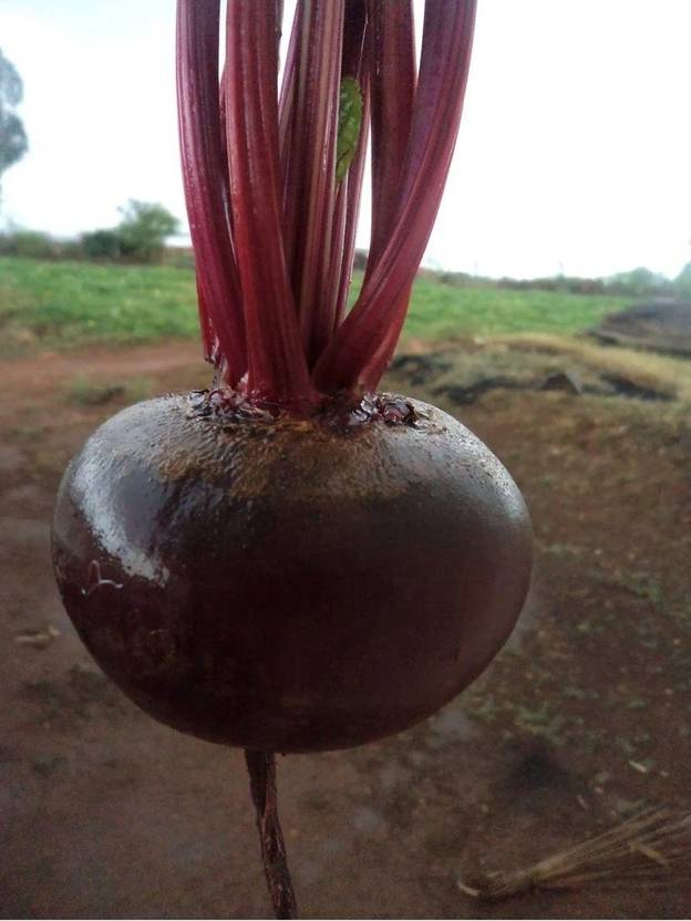 MYLAWN Beetroot Seeds, chukandar Ke Beej Seed Price in India - Buy ...