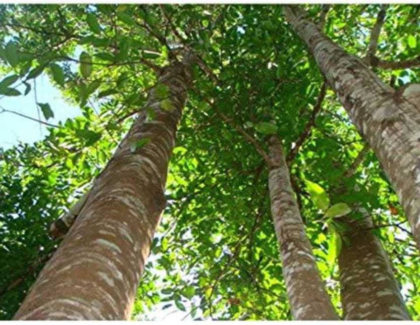 plantsworld Oodh, Agil, Xasi (সাঁচি), Sanchi Plant Seed Price in India ...