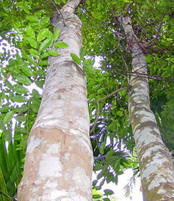 Pioneer Natural Gaharuwood, Agarwood, Agar, Aguru Plant Seed Price in ...