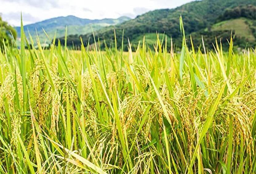 STOKIYA Pusa Basmati Paddy Seeds 1692 | Dhan, Rice Farming ...