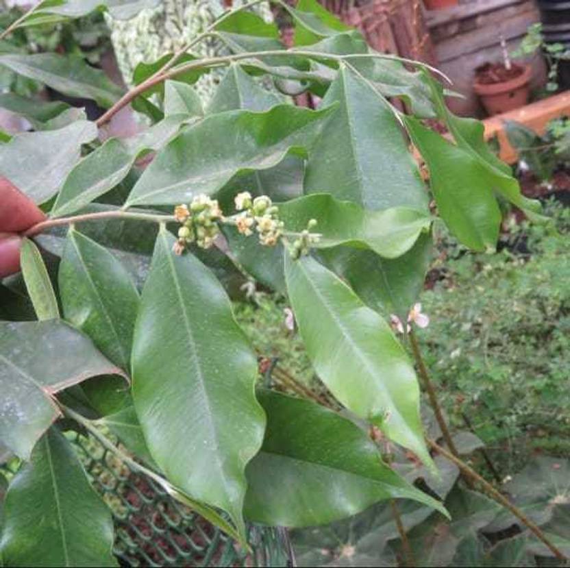 Pioneer Natural Aloeswood, Agarwood, Agaru, Oodh Tree Seed Price in ...