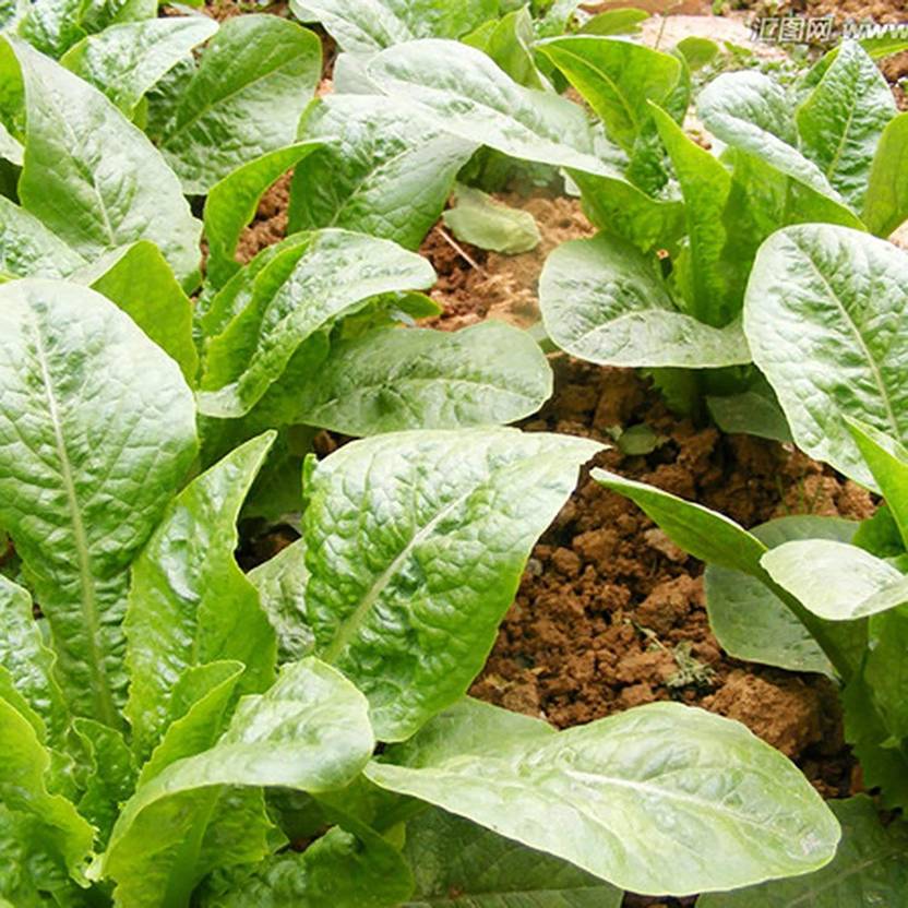 CYBEXIS Fresh Sword Choy Vegetable Seeds for Garden - Romaine Lettuce ...