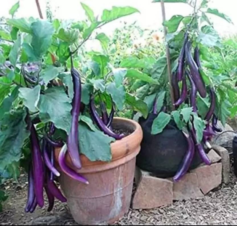 Aro Brinjal purple long, Brinjal, Eggplant Seed Price in India - Buy ...