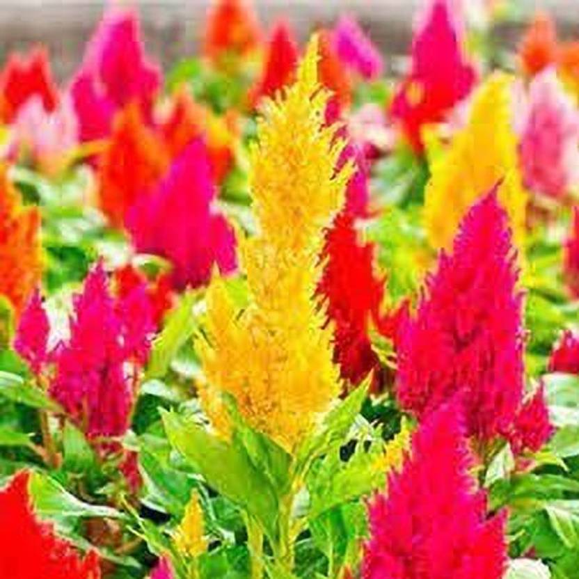 MAA Celosia Dwarf, Cockscomb Seed Price in India - Buy MAA Celosia ...