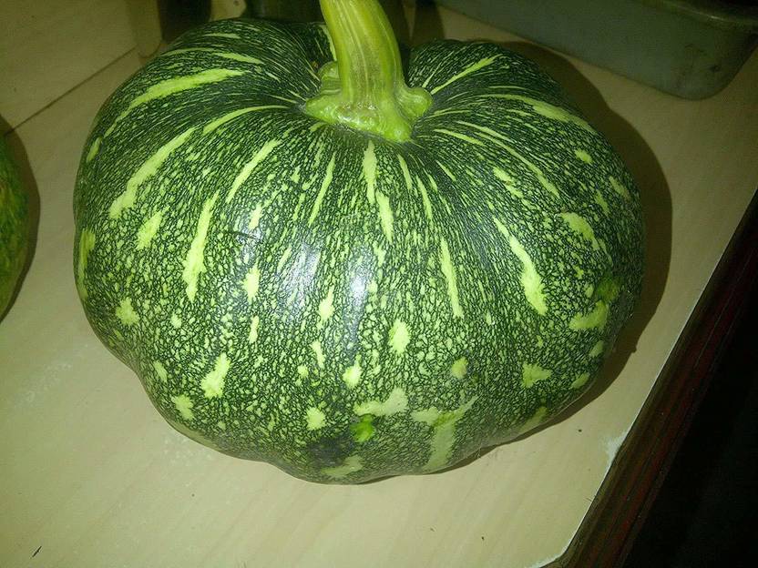 VibeX ® VMR-116 Pure Kaddu / Pumpkin Kashifal Seed Seed Price in India ...