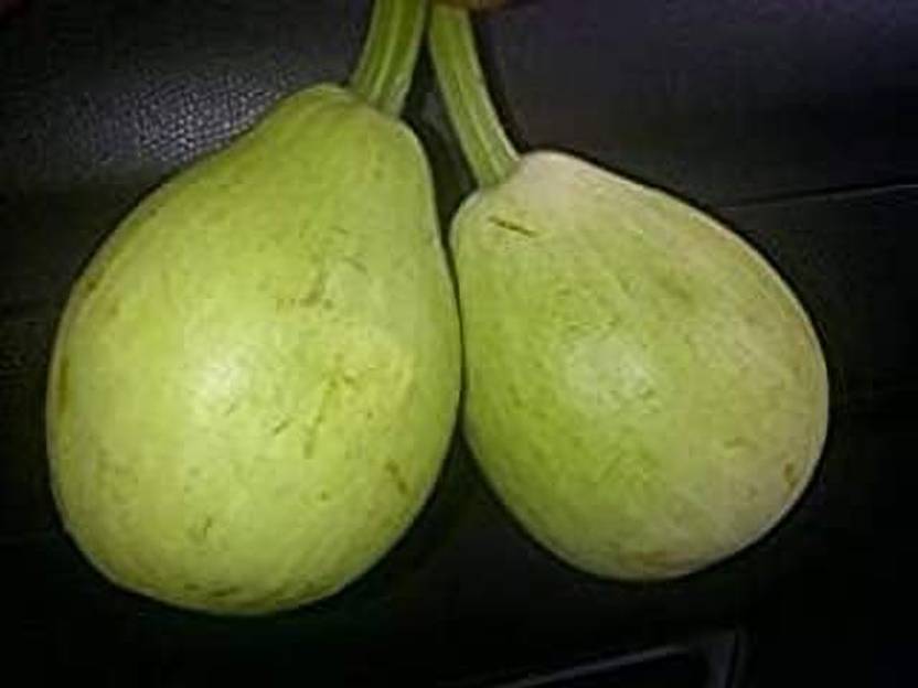 Chalisa Agencies Bottle Gourd round, Kaddu, Lauki Seed Price in India ...