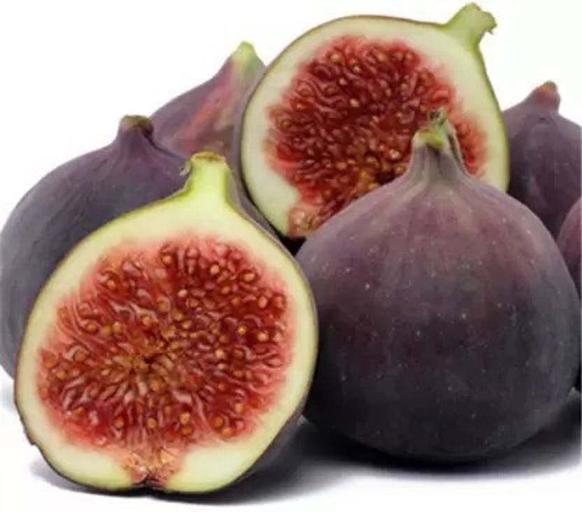 MAA Fig, Anjeer Seed Price in India - Buy MAA Fig, Anjeer Seed online ...