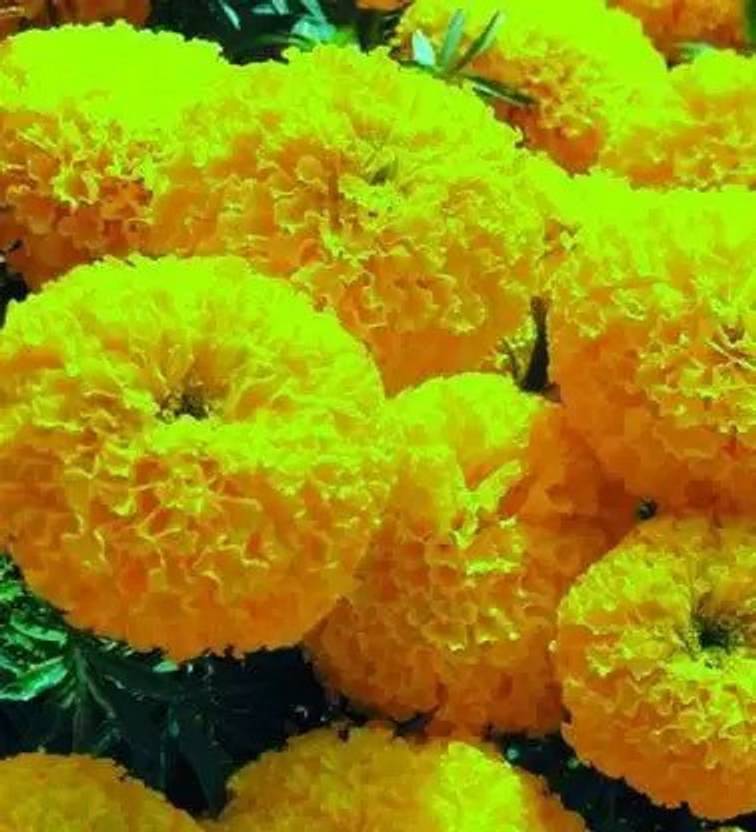 Aro Marigold African, Genda Phool Seed Price in India - Buy Aro ...