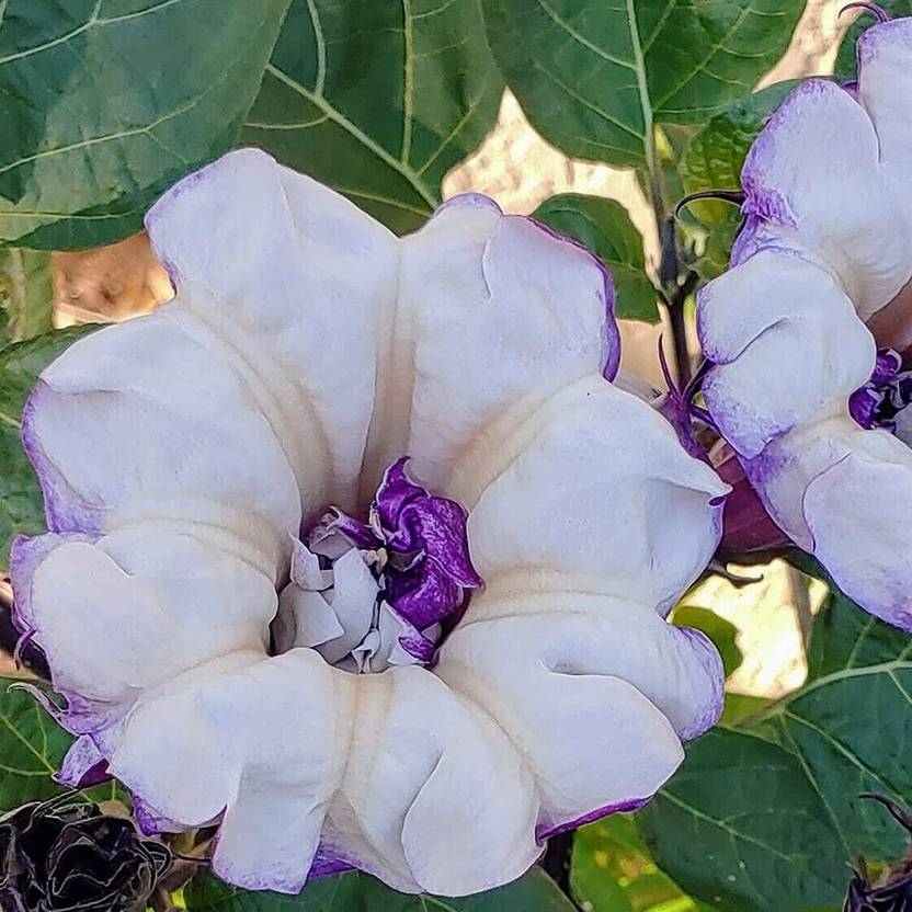 CYBEXIS Hybrid Lycoris Radiata Seeds for Garden400 Seeds Seed Price in ...