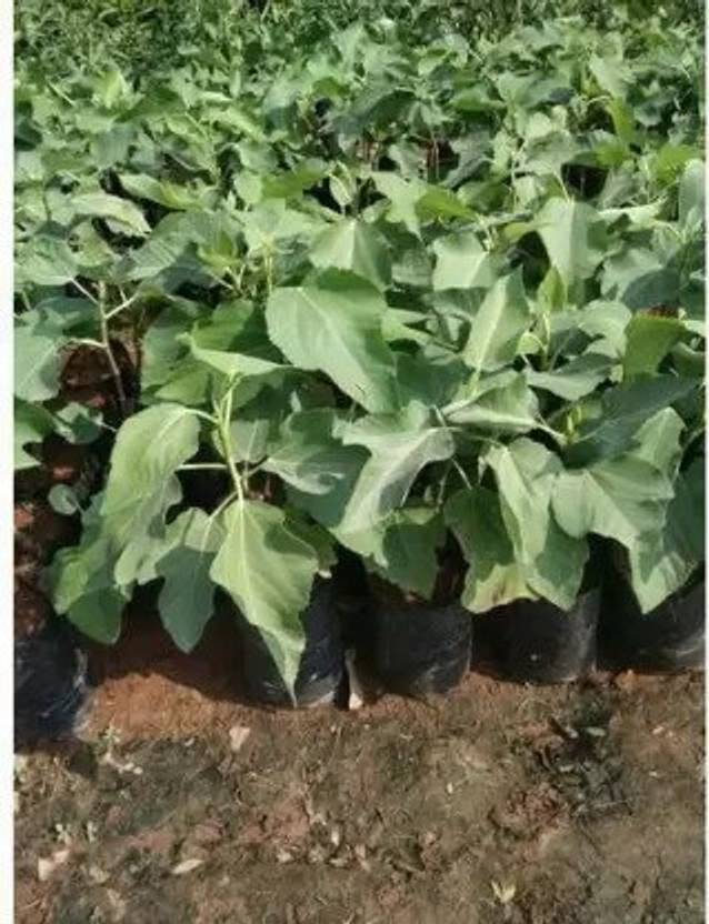 MAA Fig, Anjeer Seed Price in India - Buy MAA Fig, Anjeer Seed online ...