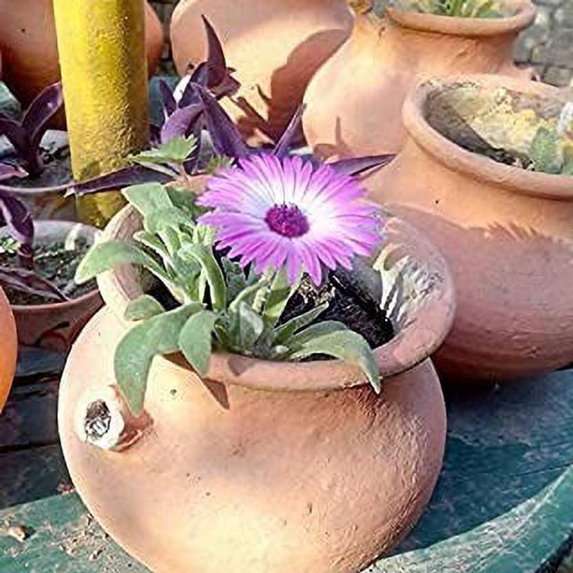 Aro Mesembryanthemum Seed Price in India - Buy Aro Mesembryanthemum ...