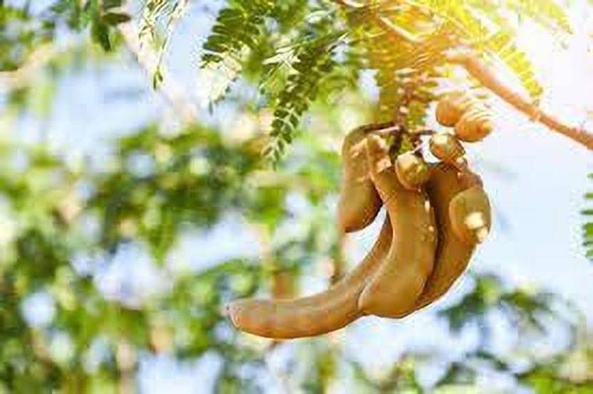 KANAYA IMLI KE BEEJ / TAMARIND SEEDS IMLEE KE BEEJ FOR Home Gardening ...
