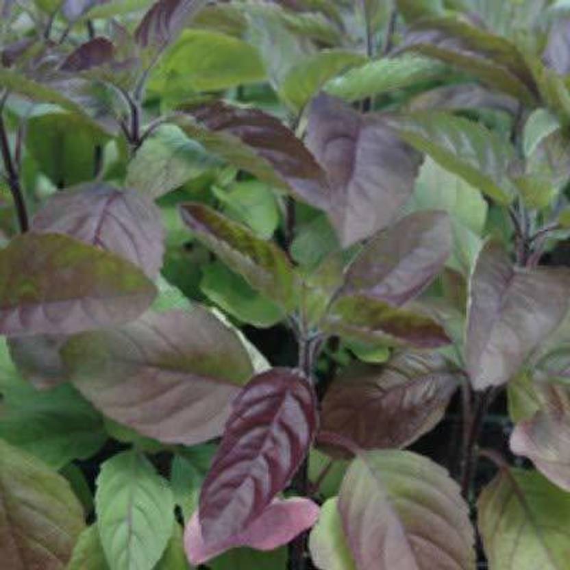 Aywal Krishna Tulsi Seeds/ Shyam Tulsi/ Black Tulsi Holy Basil Seed ...
