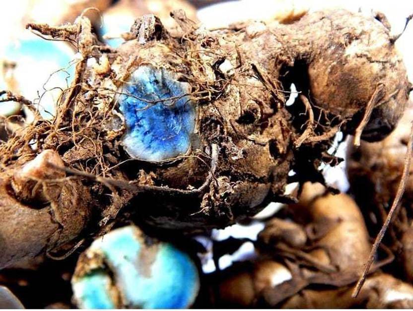 Seedbazaar Black Turmeric, Kali Haldi, Nalla Pasupu, Kari Manjal ...