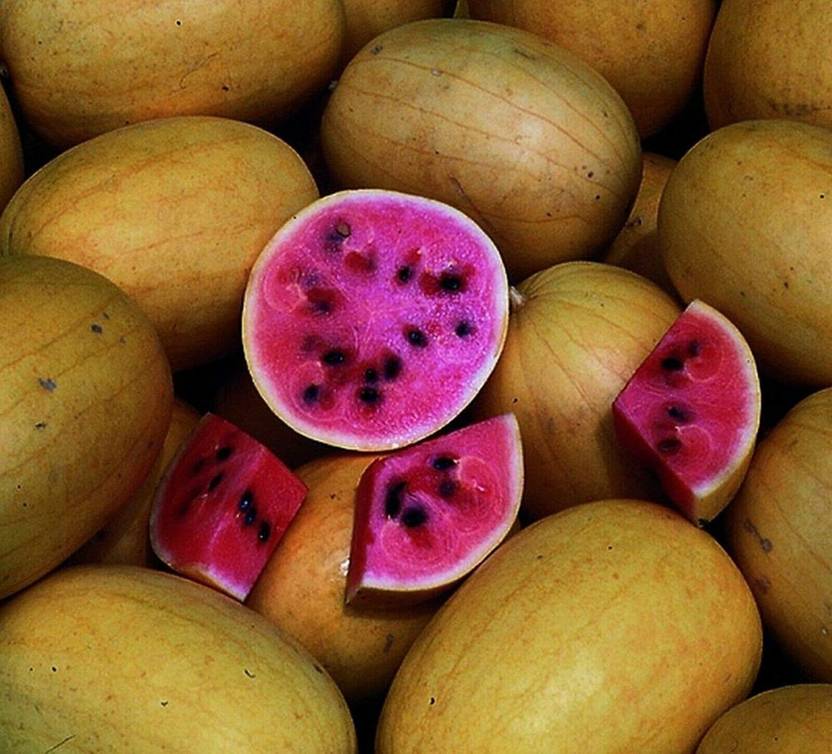 WILLVINE LX-302 Golden Midget Watermelon-Pink Flesh Seed Price in India ...