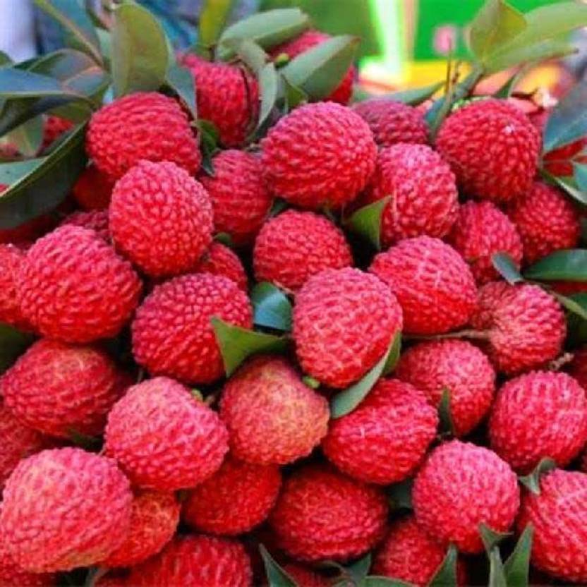 JRYU Sweet Lychee Fruit Seed Price in India - Buy JRYU Sweet Lychee ...