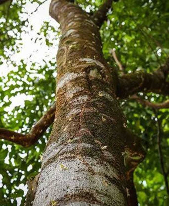 plantsworld Aloes Wood, Agil, Xasi (সাঁচি), Sanchi Tree Seed Price in ...