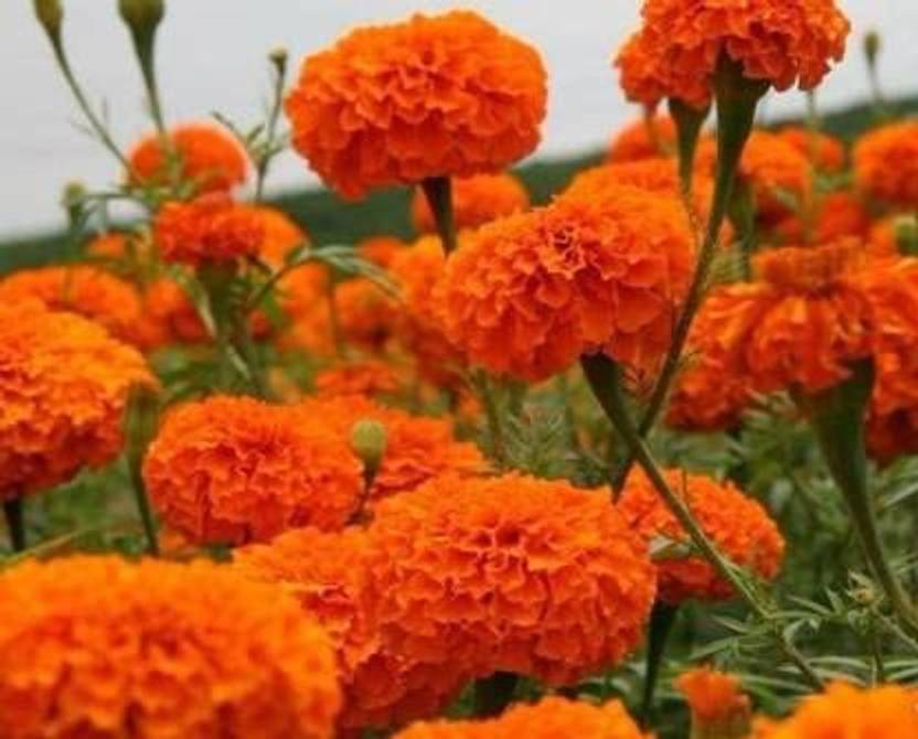KANAYA African Marigold/ Gainda Flower Seed Price in India - Buy KANAYA ...