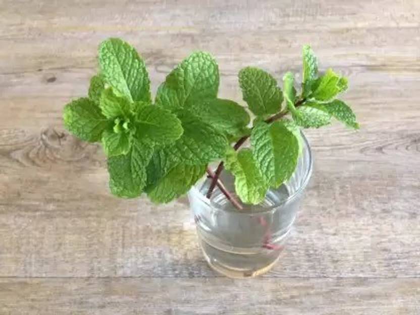 Aro Mint, Pudina Seed Price in India - Buy Aro Mint, Pudina Seed online ...