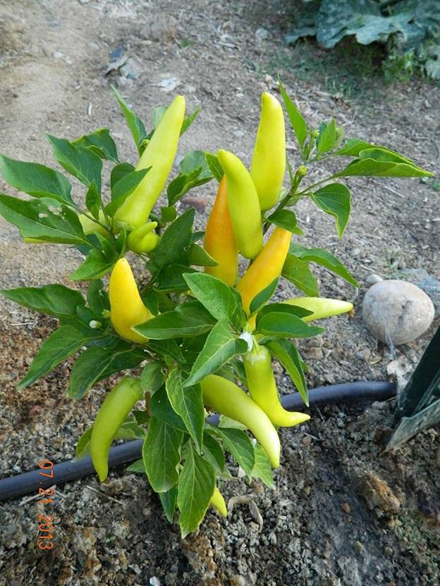 CYBEXIS F1 Hybrid Hungarian YELLOW WAX HOT Chilli Seeds600 Seeds Seed ...