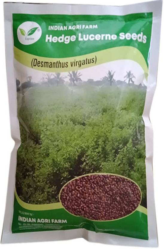 IAgriFarm Hedge Lucerne Seed Pack of 2 Kg | Velimasal | Desmanthus ...