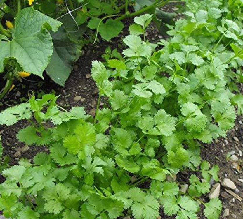 KANAYA Coriander (Dhaniya) Seed Price in India - Buy KANAYA Coriander ...