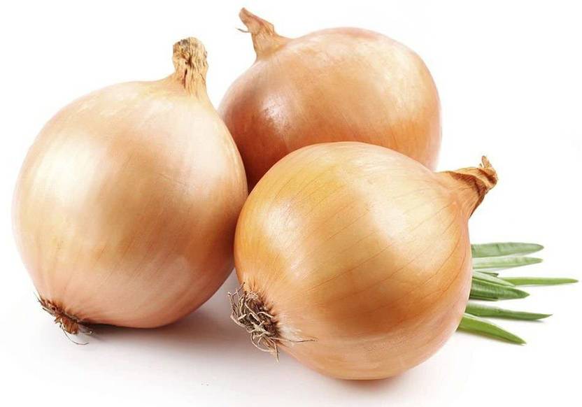 KANAYA Onion Seeds,Red Onion Seeds, Pyaaj Ke Beej Seed Price in India ...