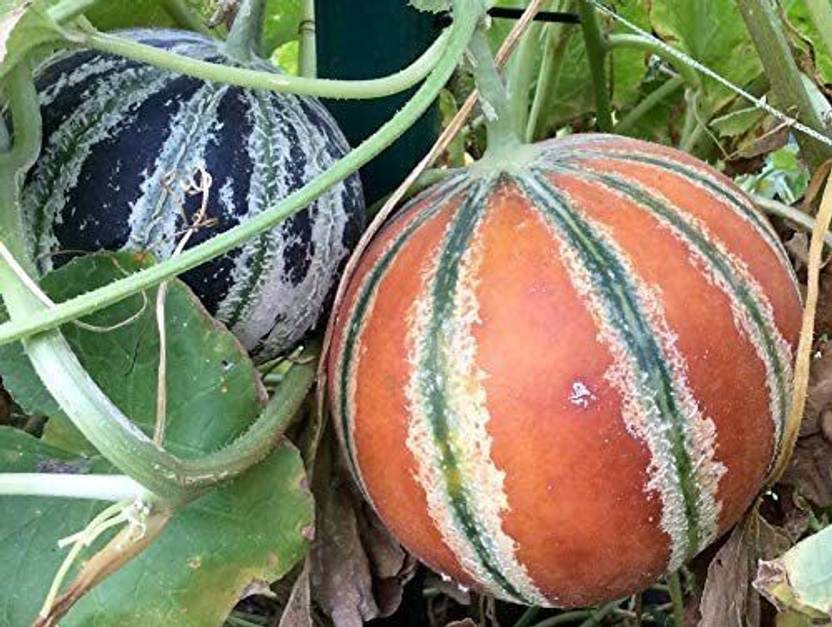 JRYU Muskmelon (Kharbuja) Fruit Seeds For Home Gardening Seed Price in ...