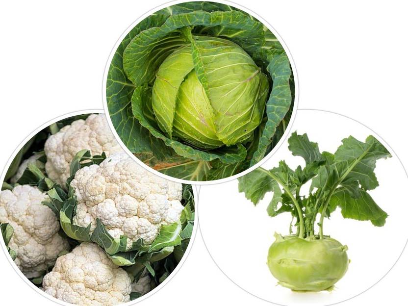 Gromax India F1 Hybrid Cauliflower , Cabbage , Knol Khol Vegetable ...