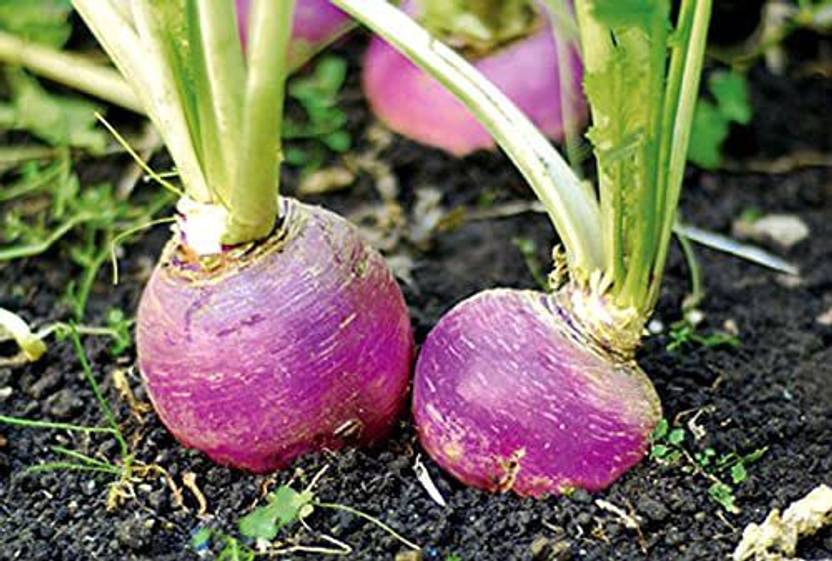 KANAYA Turnip Red Ball/ Shalgam Hybrid Seed Price in India - Buy KANAYA ...