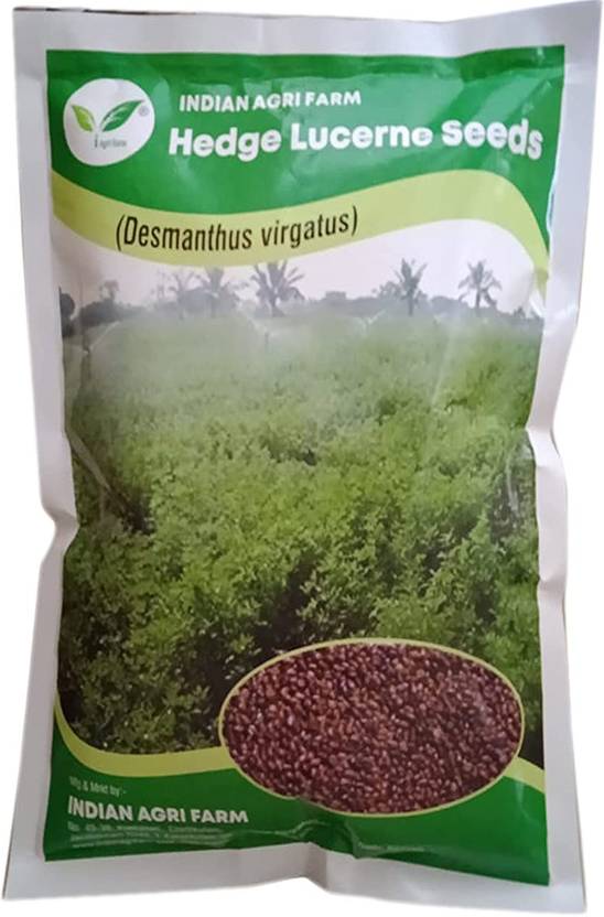IAgriFarm Hedge Lucerne Seed Pack of 500 grms | Velimasal | Desmanthus ...