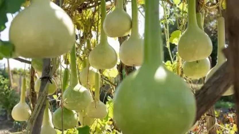 MAA Bottle Gourd round, Kaddu, Lauki Seed Price in India - Buy MAA ...