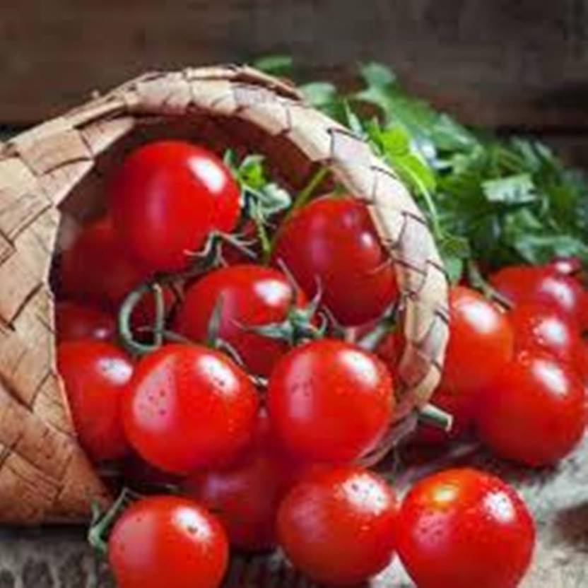 SM Exports Tomato - Arka Samrat Tomato vegetable seeds - pack of 2000 ...