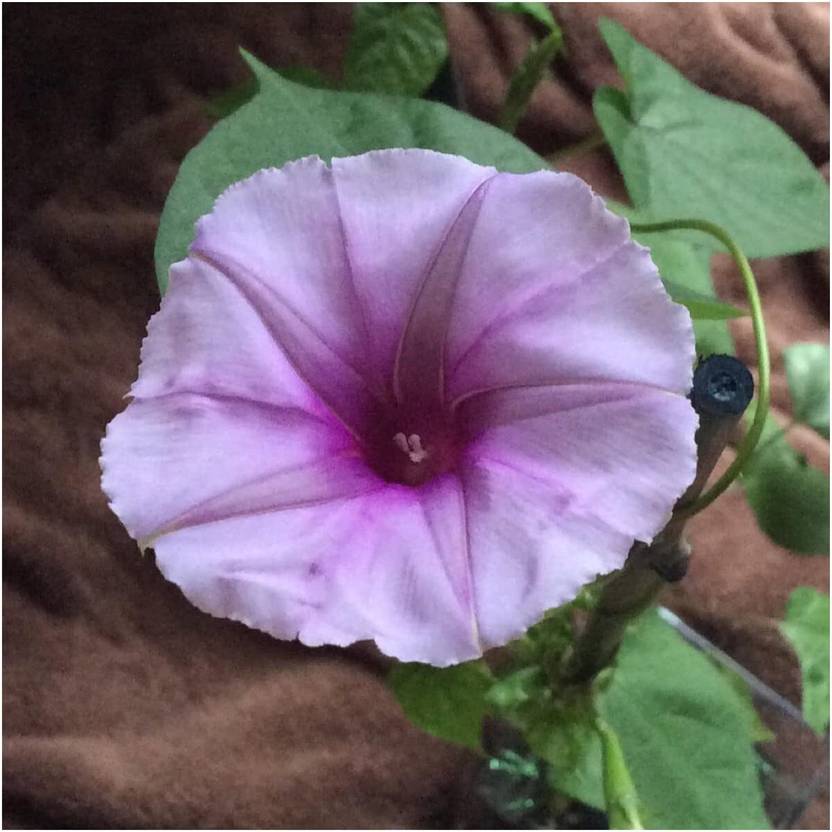 WILLVINE ™ Lavender Moonflower (Ipomoea turbinata)-500 SEEDS Seed Price ...