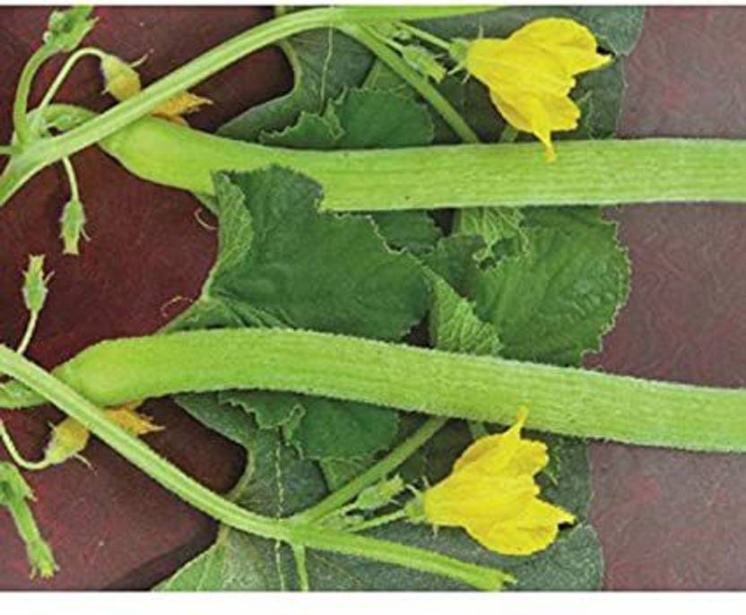 KANAYA Long Melon (Kakri) Vegetable Seed Price in India - Buy KANAYA ...