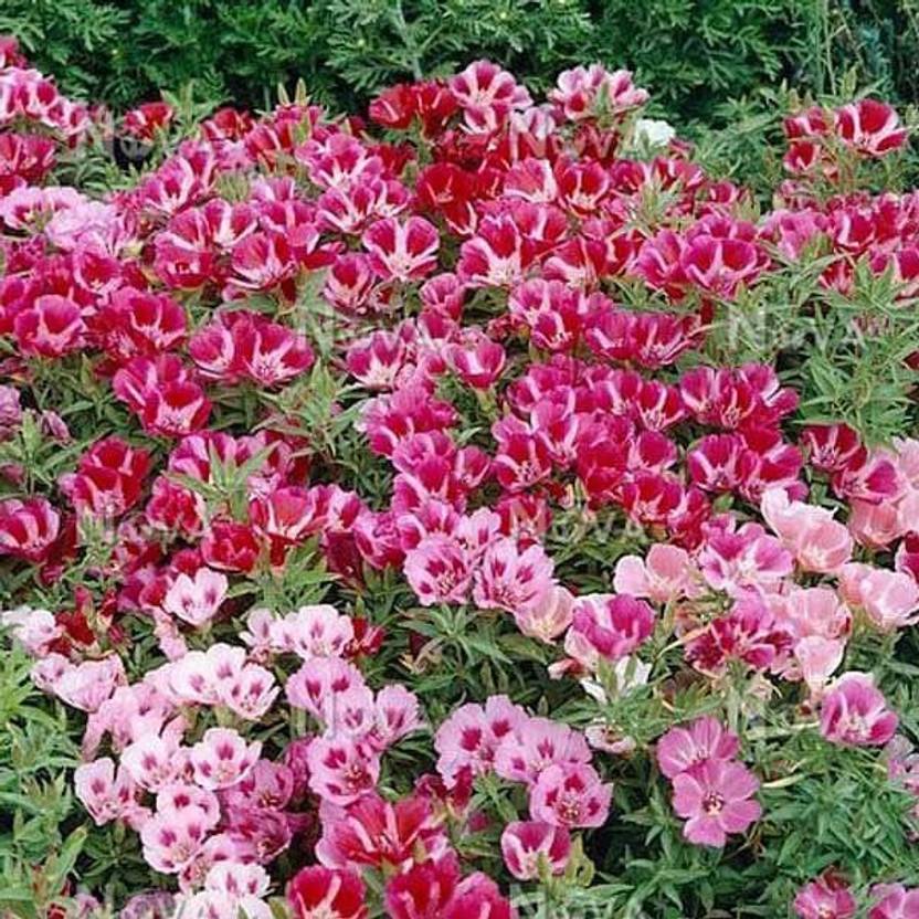 JRYU Clarkia Double Mix Flower Seed Price in India - Buy JRYU Clarkia ...