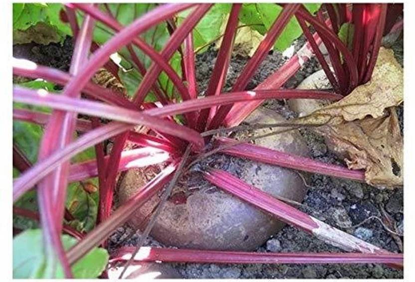 MYLAWN Blood Turnip Mangel Beetroot Garden Seed Price in India - Buy ...