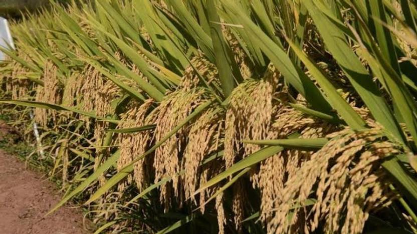 Hybrid paddy Hybrid paddy, Paddy seeds, Paddy, Fi paddy, Dhaan beej ...