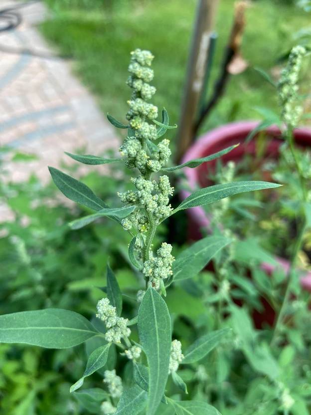 ITTUMM Bathua Saag Fresh Vegetable Seed Price in India - Buy ITTUMM ...